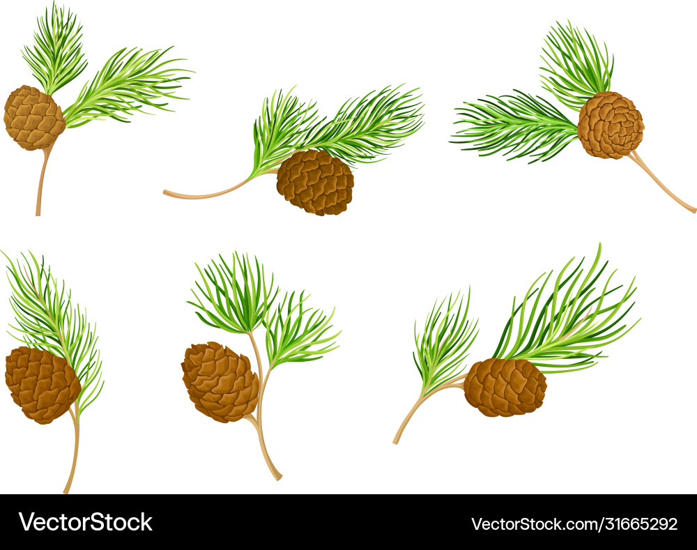 Cedar branch with evergreen needle-like leaves Vector Image