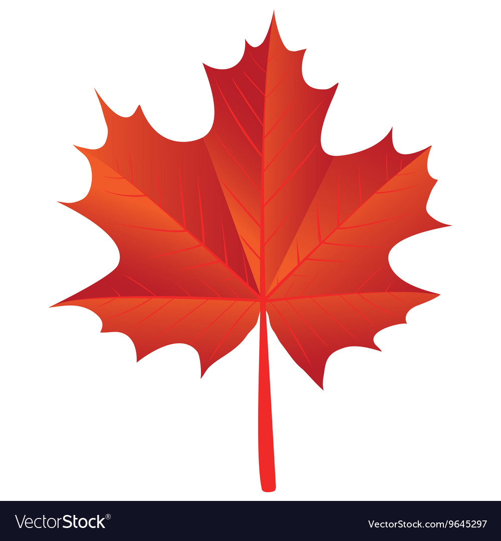 Maple leaf Royalty Free Vector Image - VectorStock