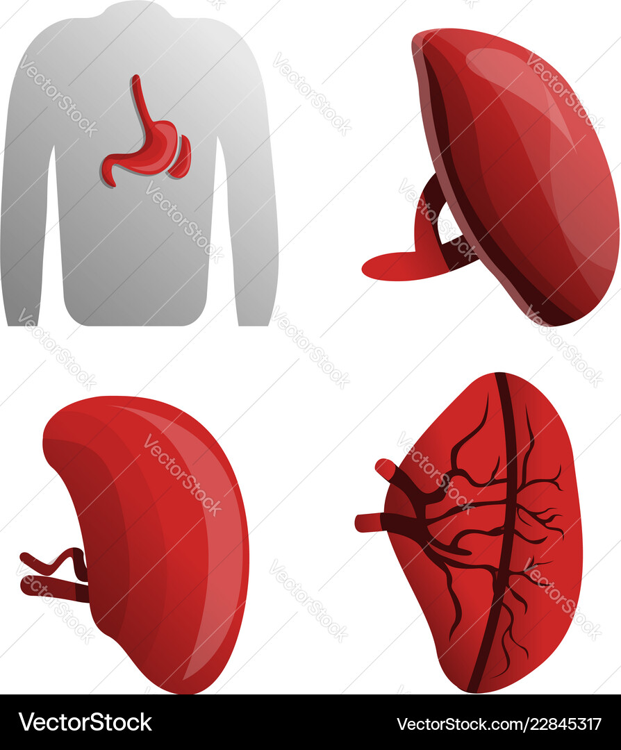 Spleen icon set cartoon style Royalty Free Vector Image