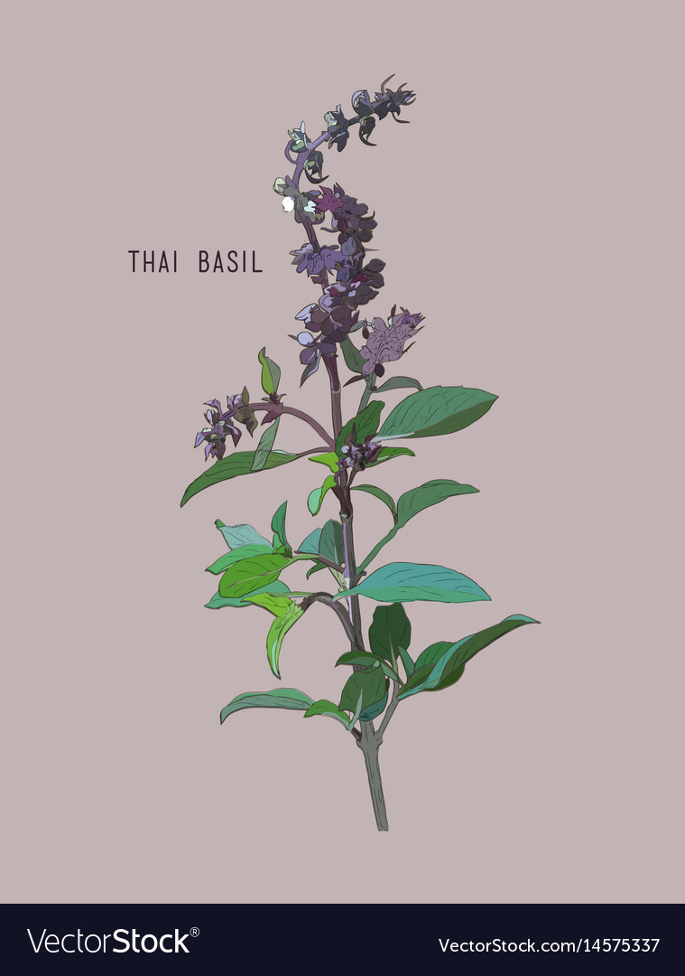 Thai basil Royalty Free Vector Image - VectorStock