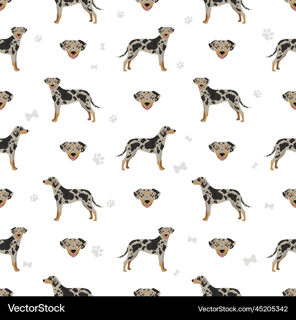 American leopard hound all coat colors seamless Vector Image