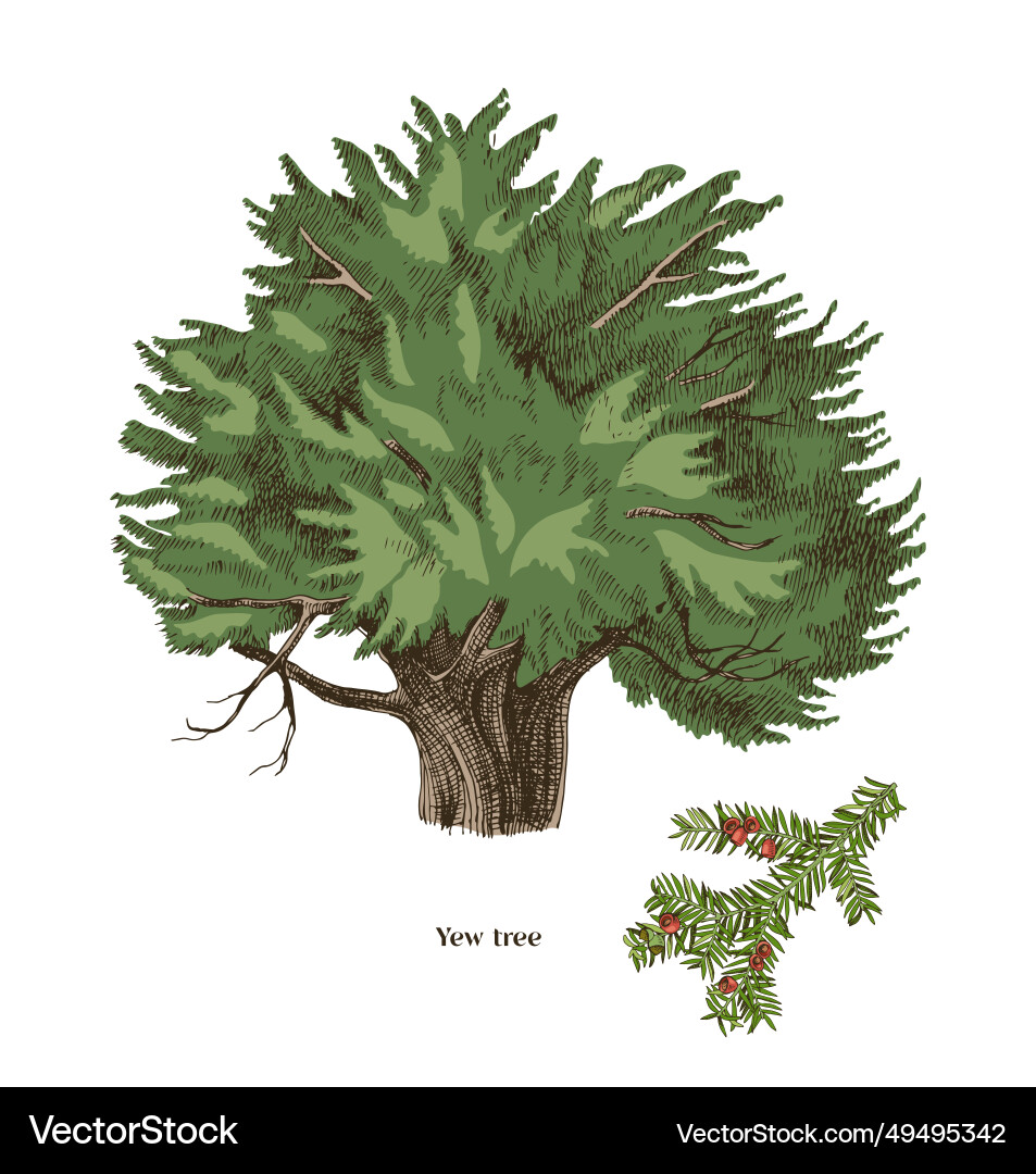 Yew tree and branch hand drawn Royalty Free Vector Image