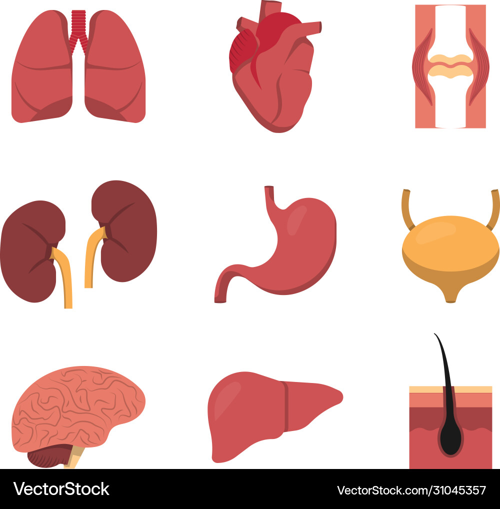 Flat icon for medical design human organs set Vector Image