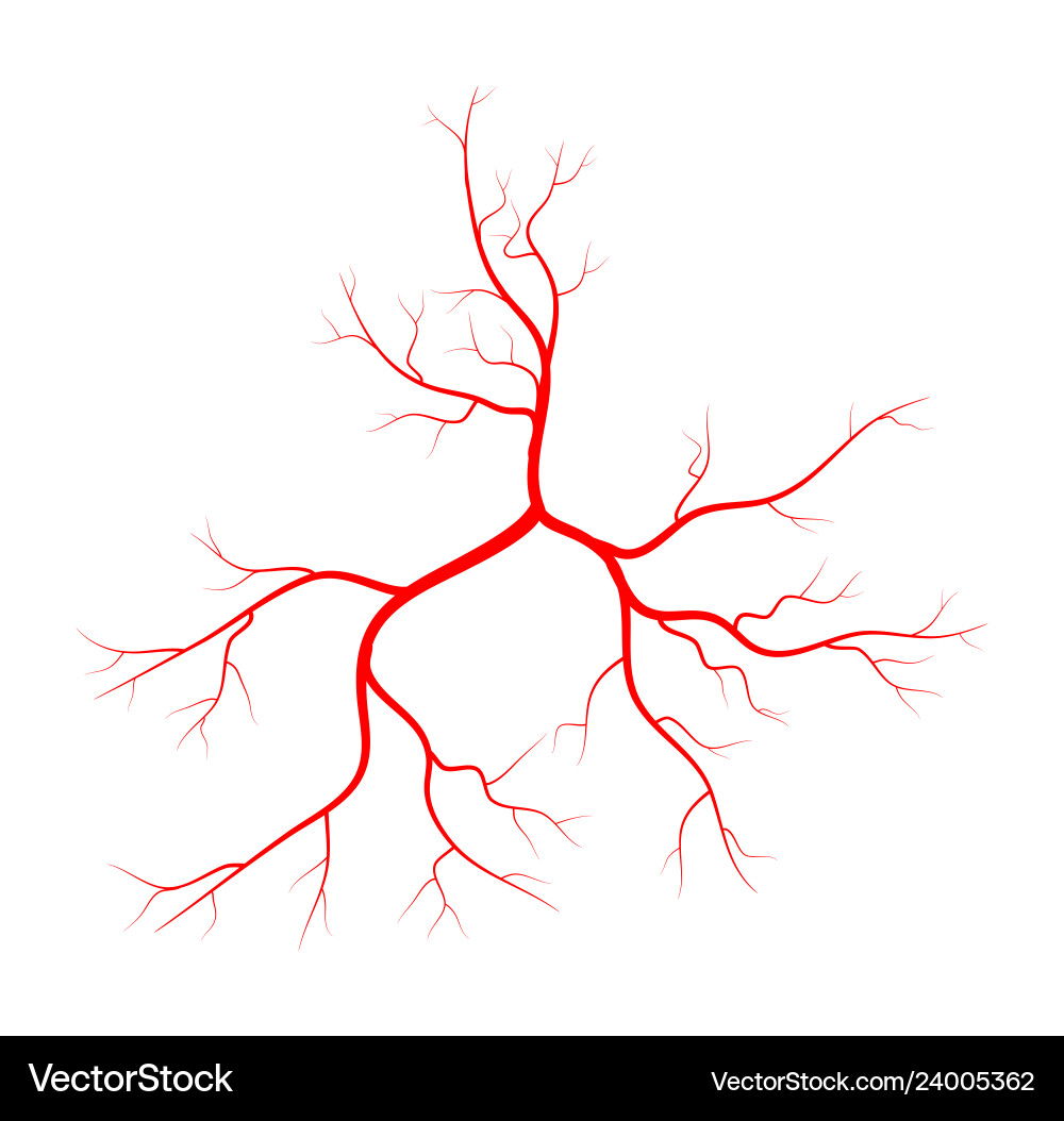 Human vein vessel symbol icon design Royalty Free Vector