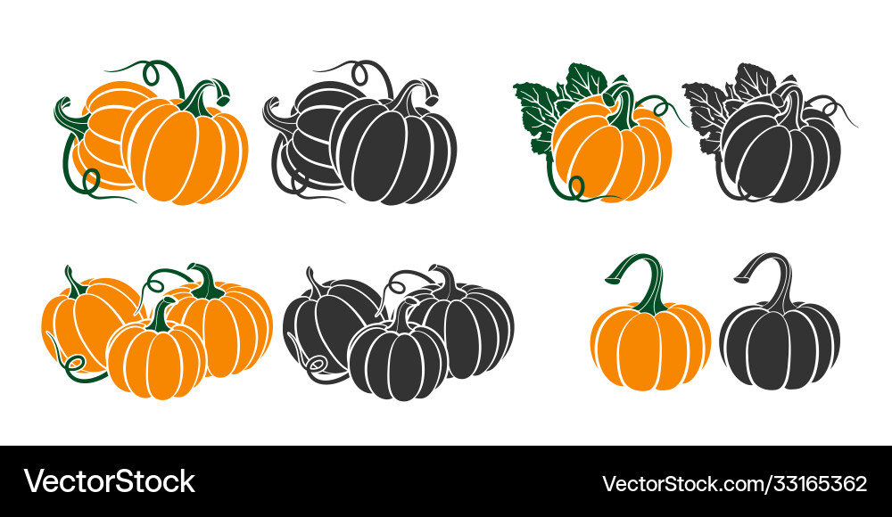 Pumpkins with leaves silhouette on white Vector Image