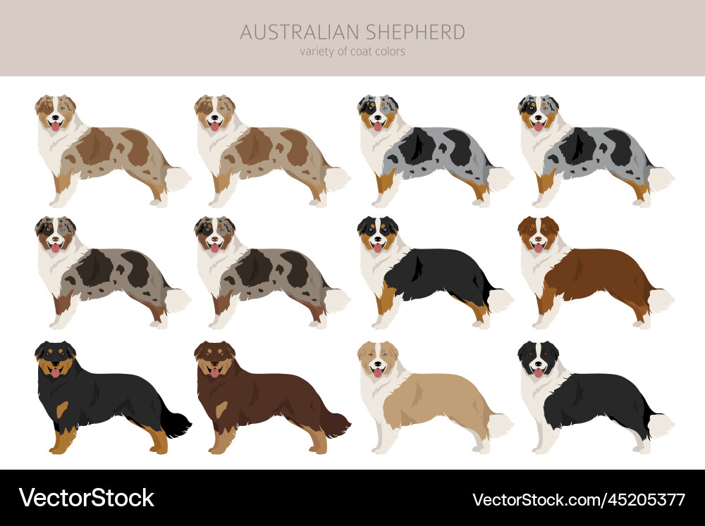 Australian shepherd clipart coat colors aussie Vector Image