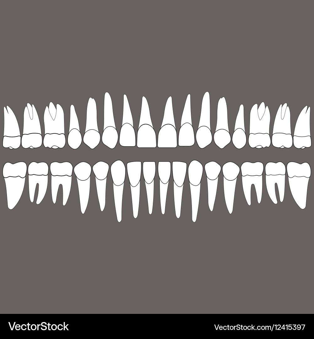 Dentition teeth Royalty Free Vector Image - VectorStock