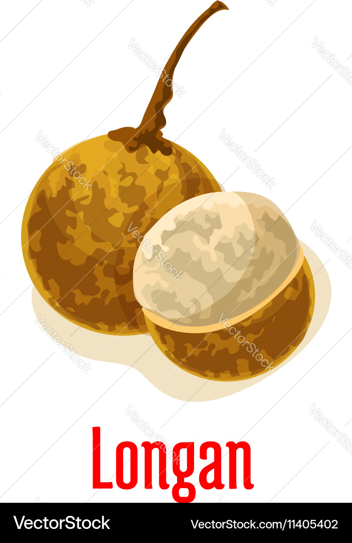 Longan juicy tropical fruit icon Royalty Free Vector Image