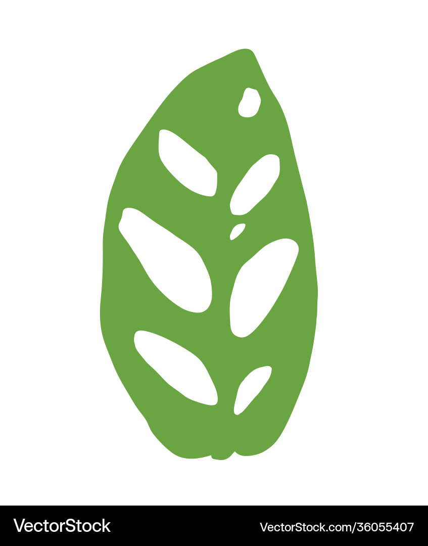 Janda bolong or monstera obliqua leaf Royalty Free Vector