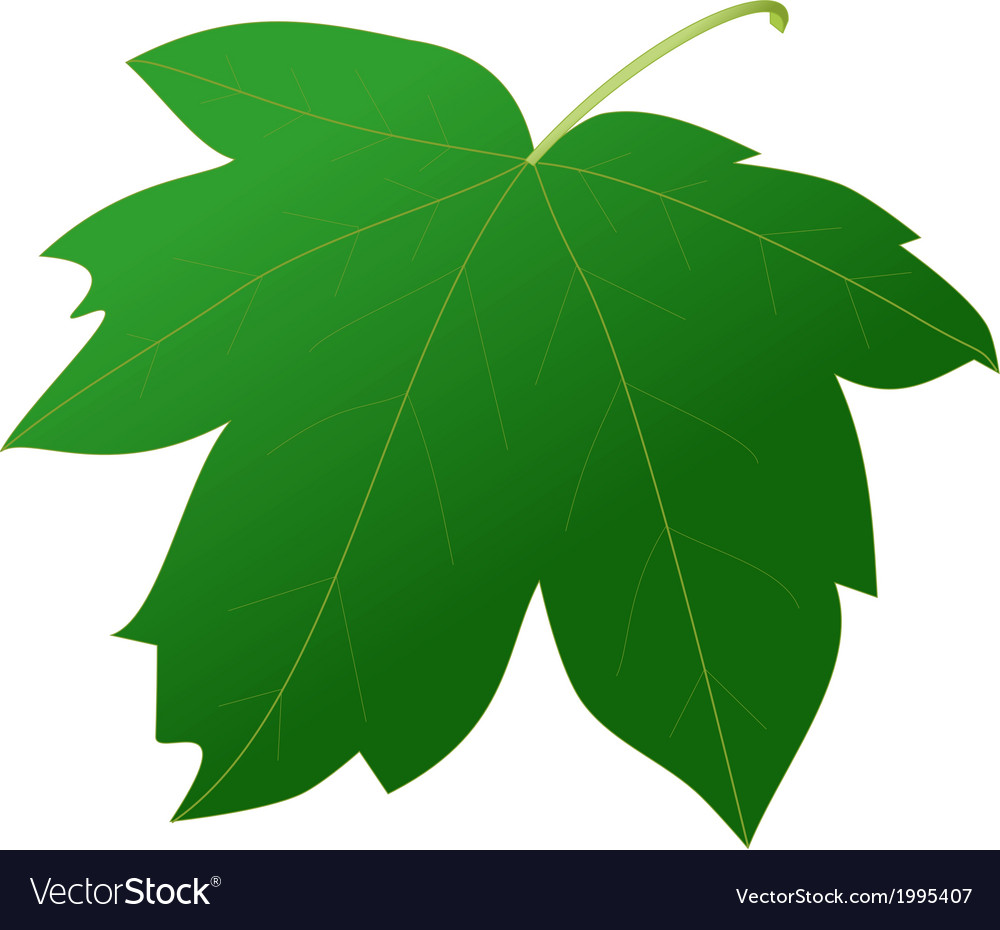Maple-leaf Royalty Free Vector Image - VectorStock