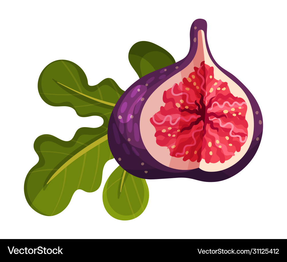 Fig fruit cross section showing bright flesh Vector Image