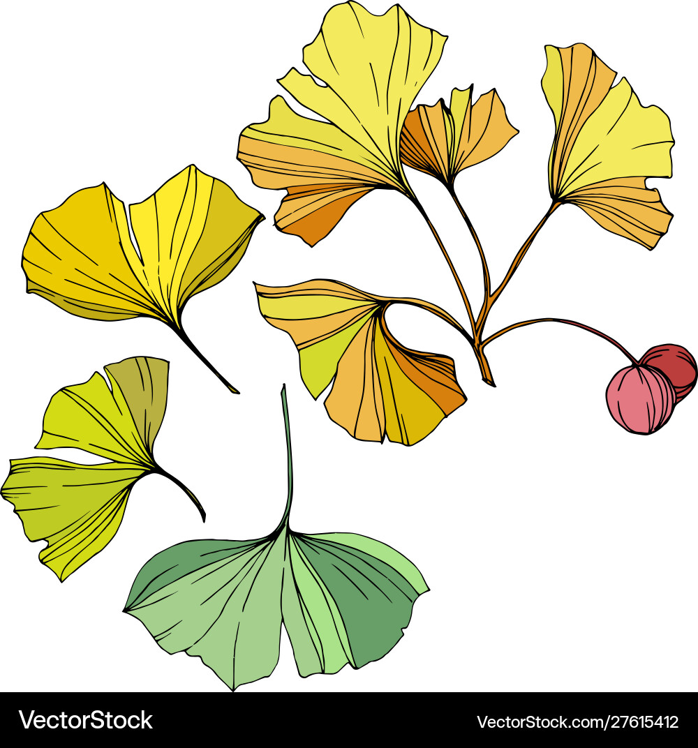 Ginkgo leaf plant botanical garden Royalty Free Vector Image