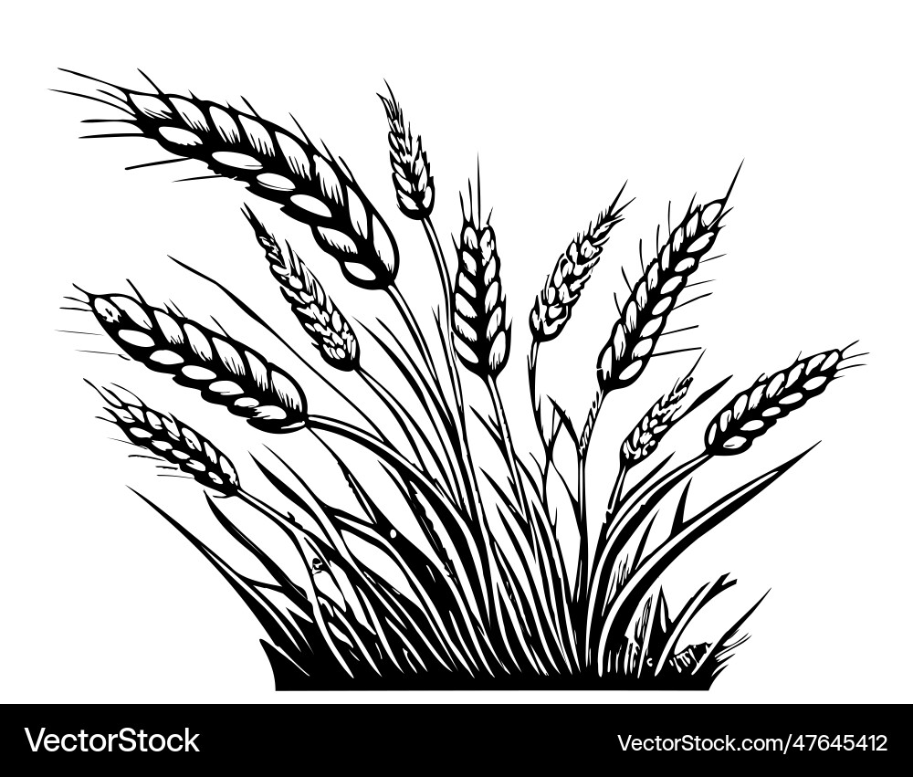 Wheat hand drawn sketch natural field Royalty Free Vector