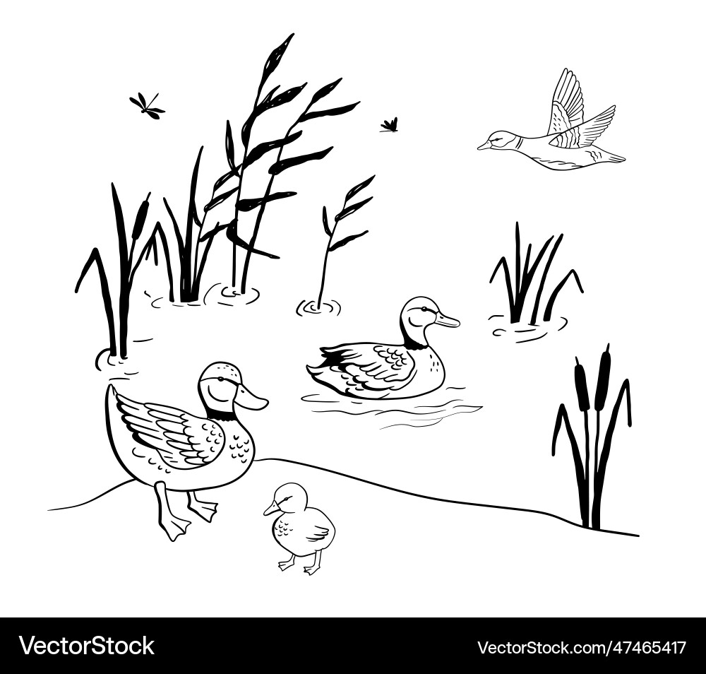 Flying duck floating duck and duckling Royalty Free Vector