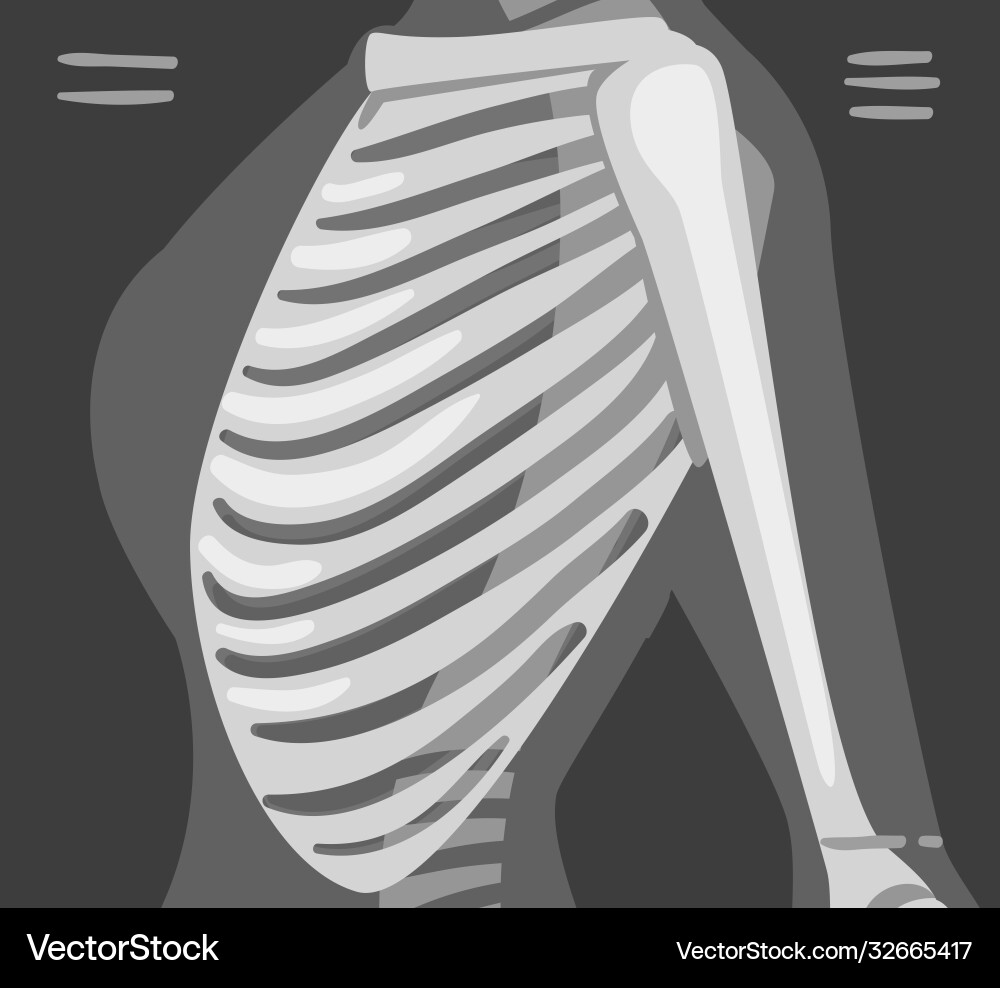 X-ray film ribs image Royalty Free Vector Image