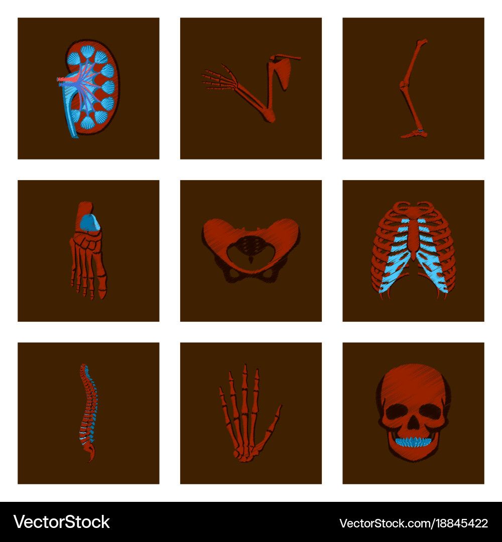 Assembly of flat shading style icon human bones Vector Image