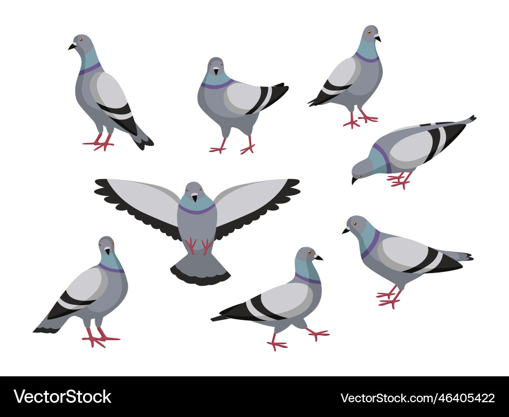 Cartoon Pigeon Set - Various Poses Royalty Free Vector Image