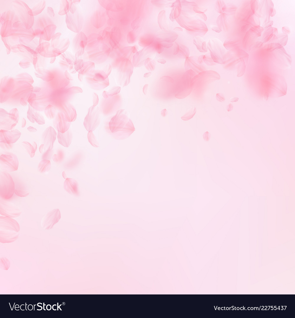 Sakura petals falling down romantic pink flowers Vector Image