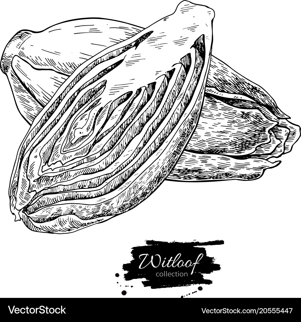Witloof drawing set isolated hand drawn Royalty Free Vector