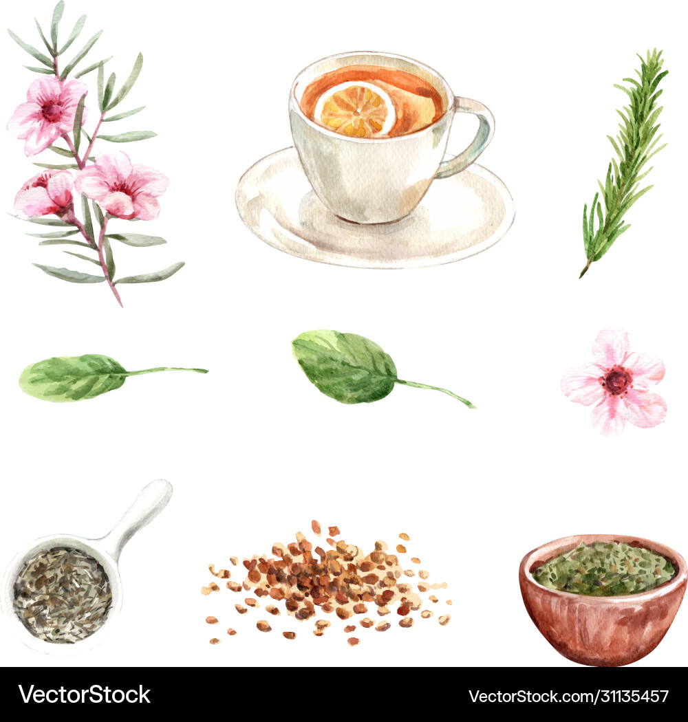 Set watercolor and hand drawn herbal tea Vector Image