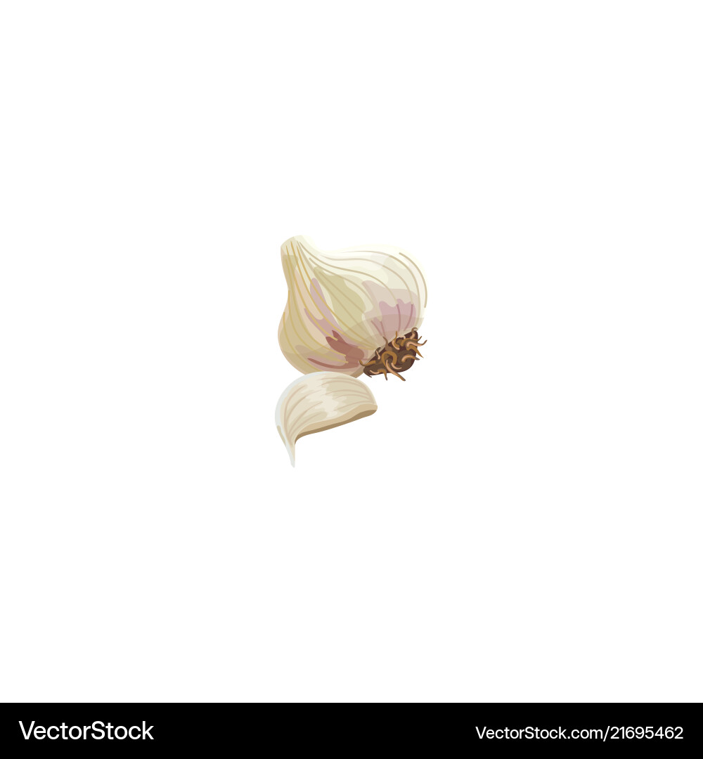 Fresh garlic popular cooking spices Royalty Free Vector