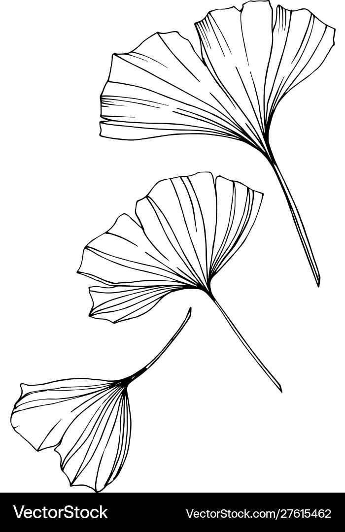 Ginkgo leaf plant botanical garden Royalty Free Vector Image