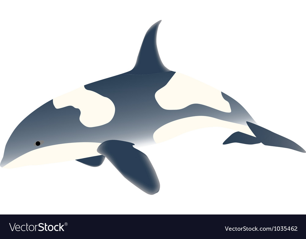 Orca Royalty Free Vector Image - VectorStock