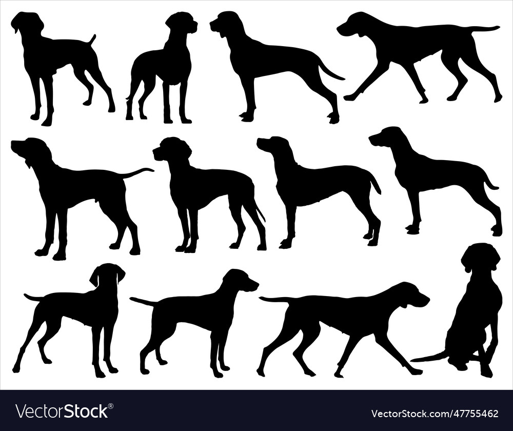 Vizsla dog silhouette Royalty Free Vector Image Vizsla dog silhouette Royalty Free Vector Image