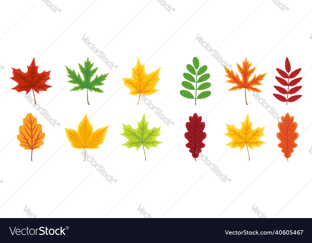 Autumn leaf set of leaves of maple oak Royalty Free Vector
