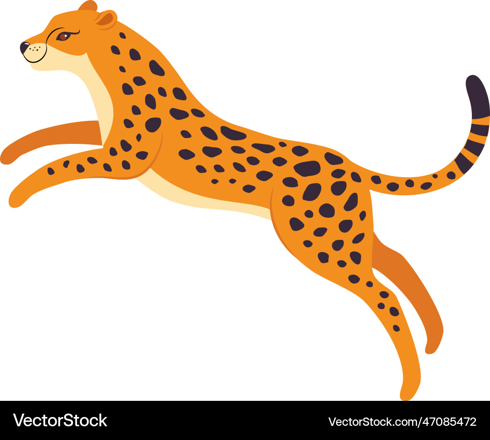 Jumping leopard as wild cat with long spotted body
