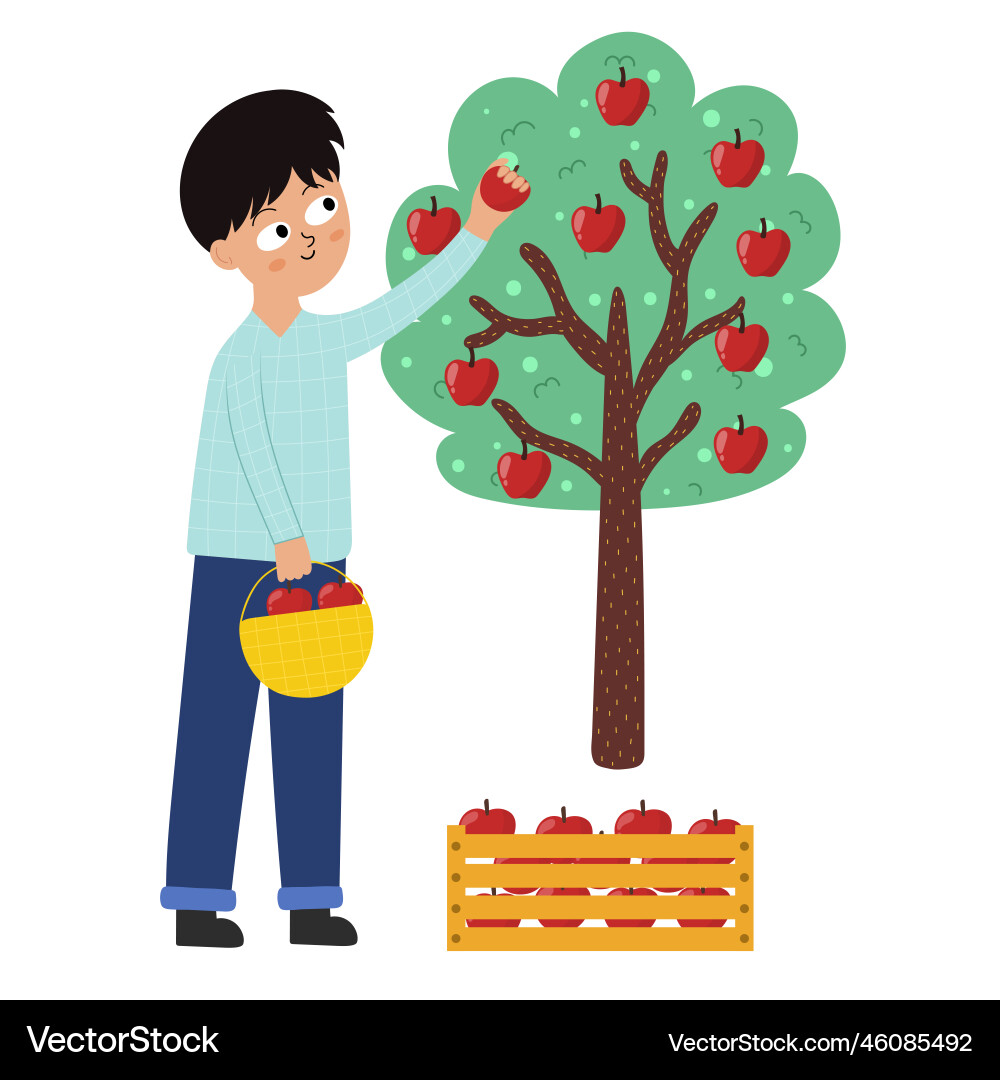 Boy farmer collecting red apples from the tree Vector Image