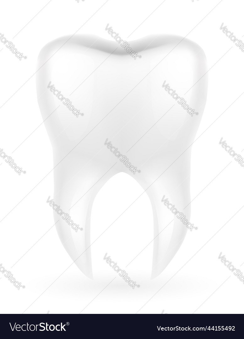 Human root tooth model Royalty Free Vector Image