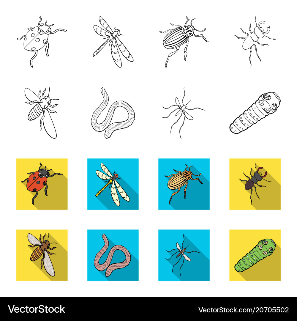 Arthropods insect mosquito beeearth worm Vector Image