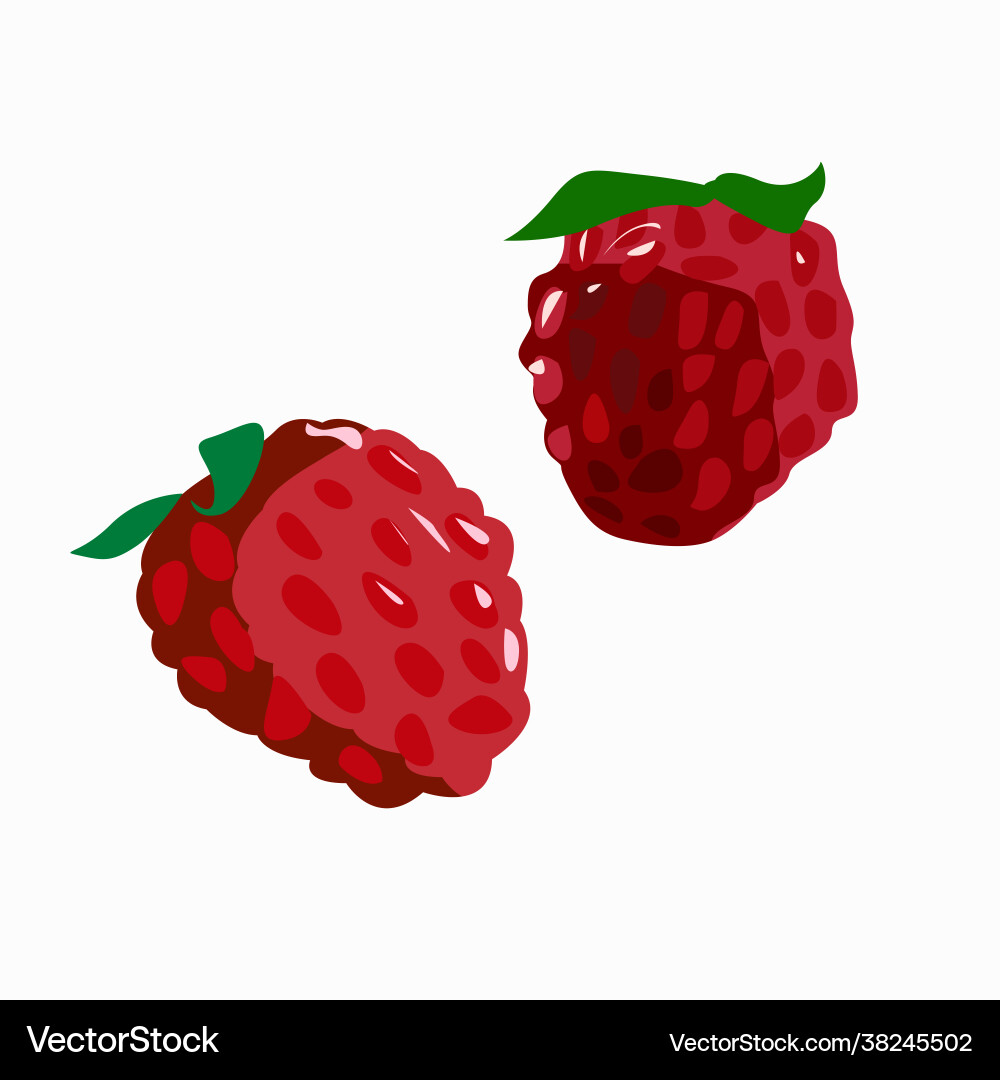 Berries ripe red raspberries on a white Royalty Free Vector