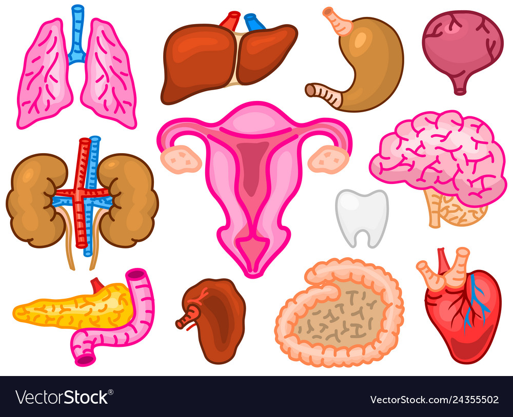 Cute organs happy human set smiling Royalty Free Vector