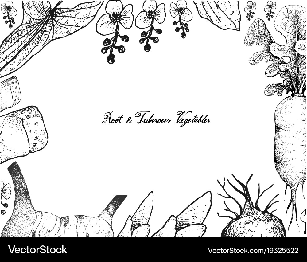 Hand drawn frame of root and tuberous vegetables Vector Image