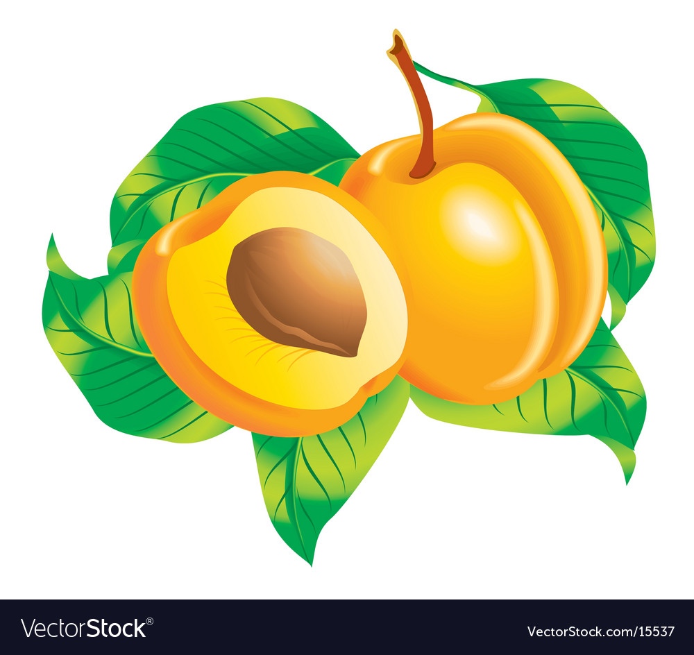 Apricots Clipart
