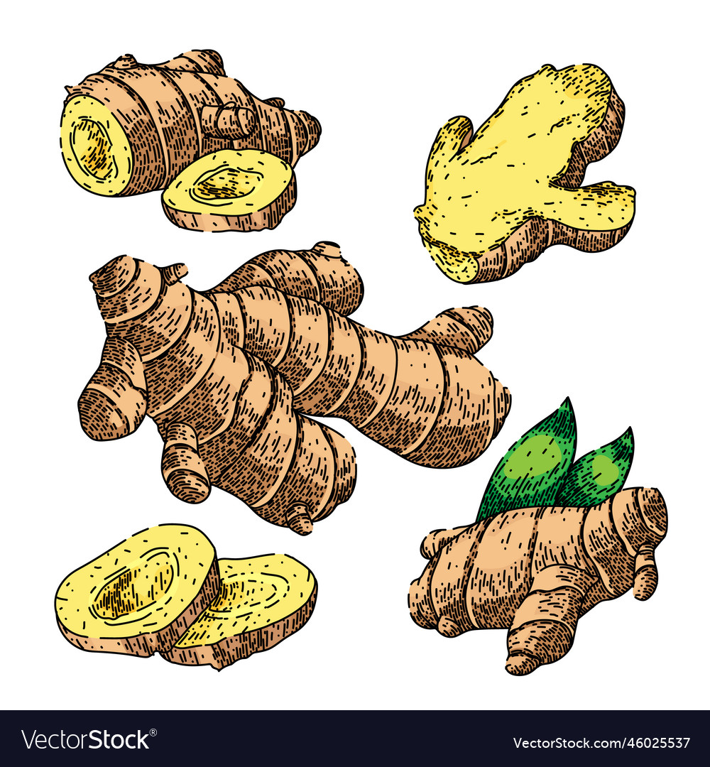 Ginger root food set sketch hand drawn Royalty Free Vector Ginger root food set sketch hand drawn Royalty Free Vector