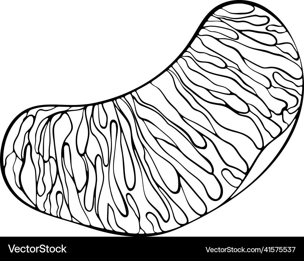 Tangerine wedge line art Royalty Free Vector Image