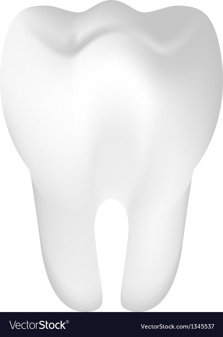 Tooth Royalty Free Vector Image - VectorStock