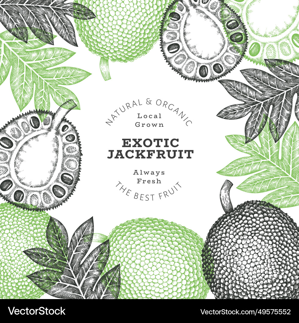 Hand drawn sketch style jackfruit banner organic Vector Image