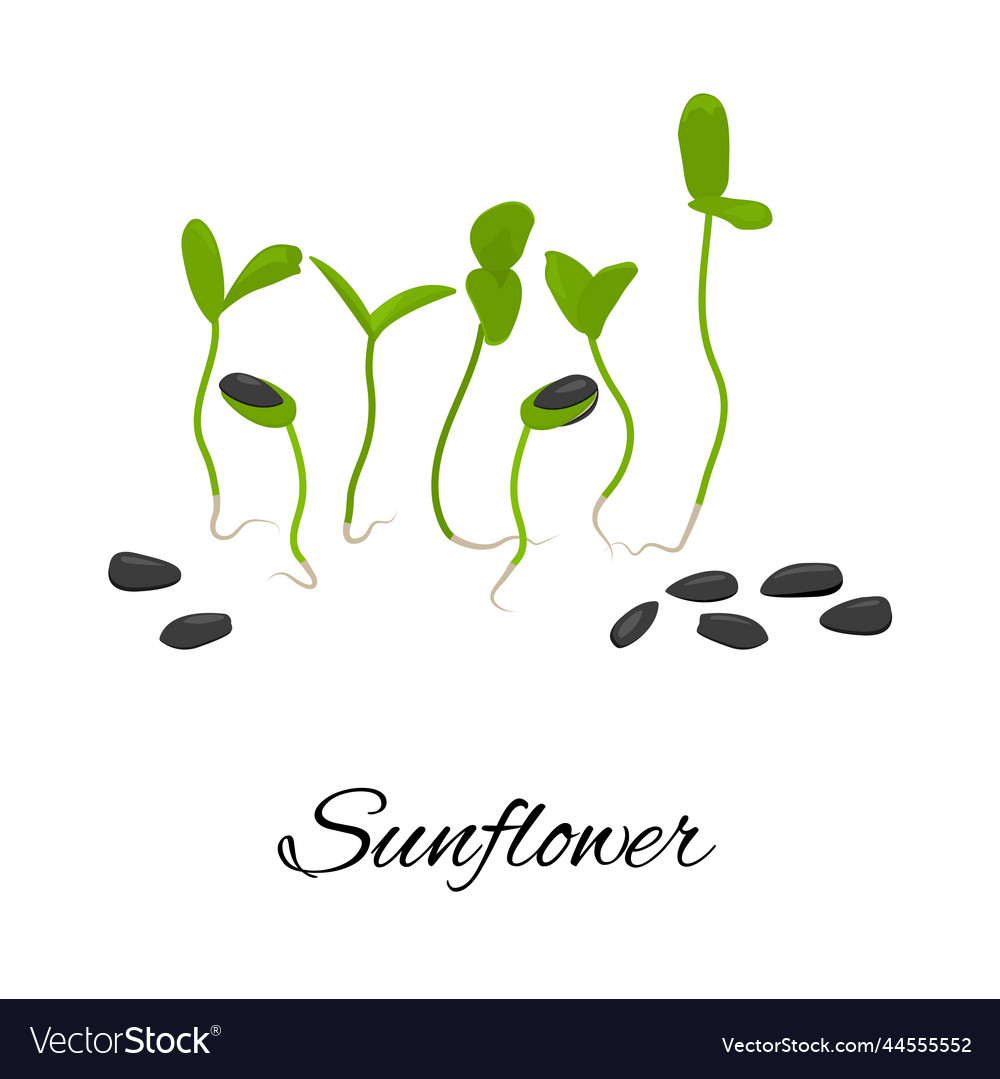 Microgreens Royalty Free Vector Image - VectorStock