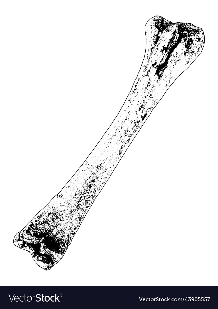 Hand drawn realistic sketch human bone Royalty Free Vector
