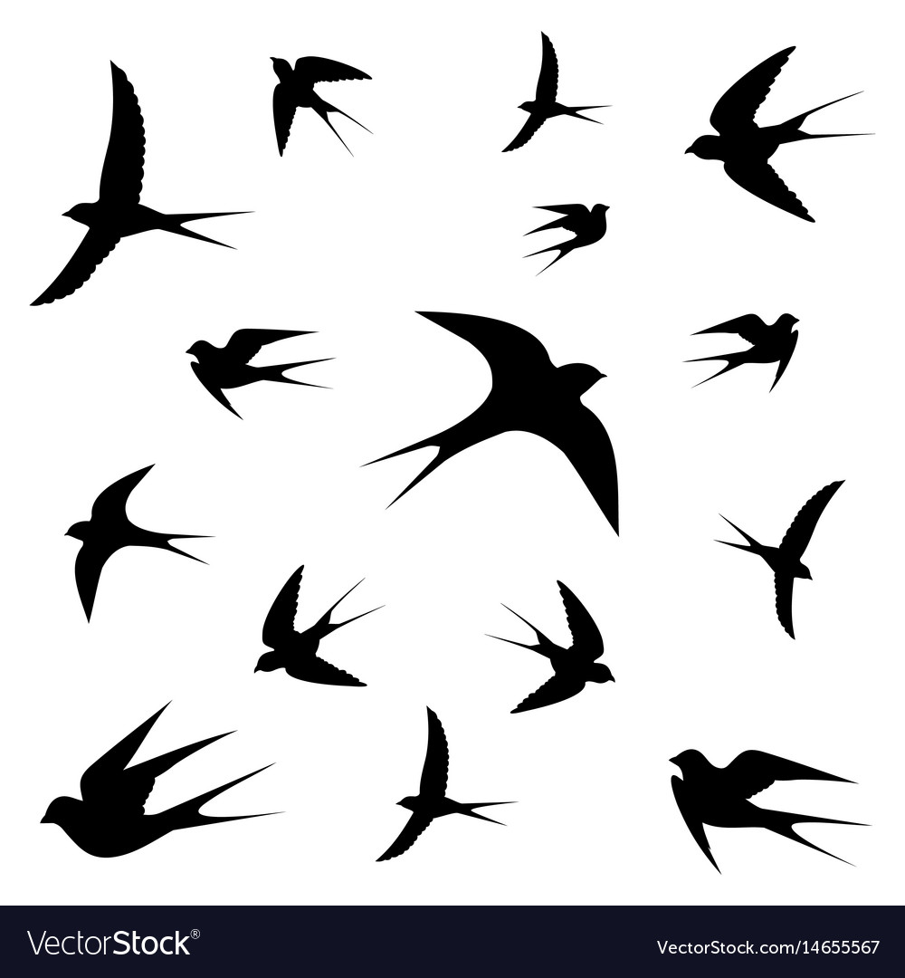 Birds Royalty Free Vector Image - VectorStock
