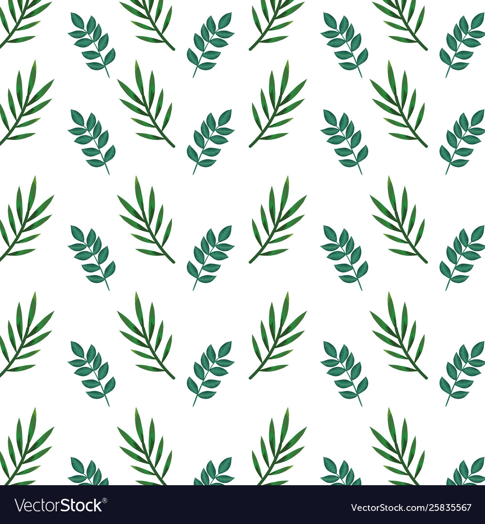 Branch with leafs plants pattern background Vector Image