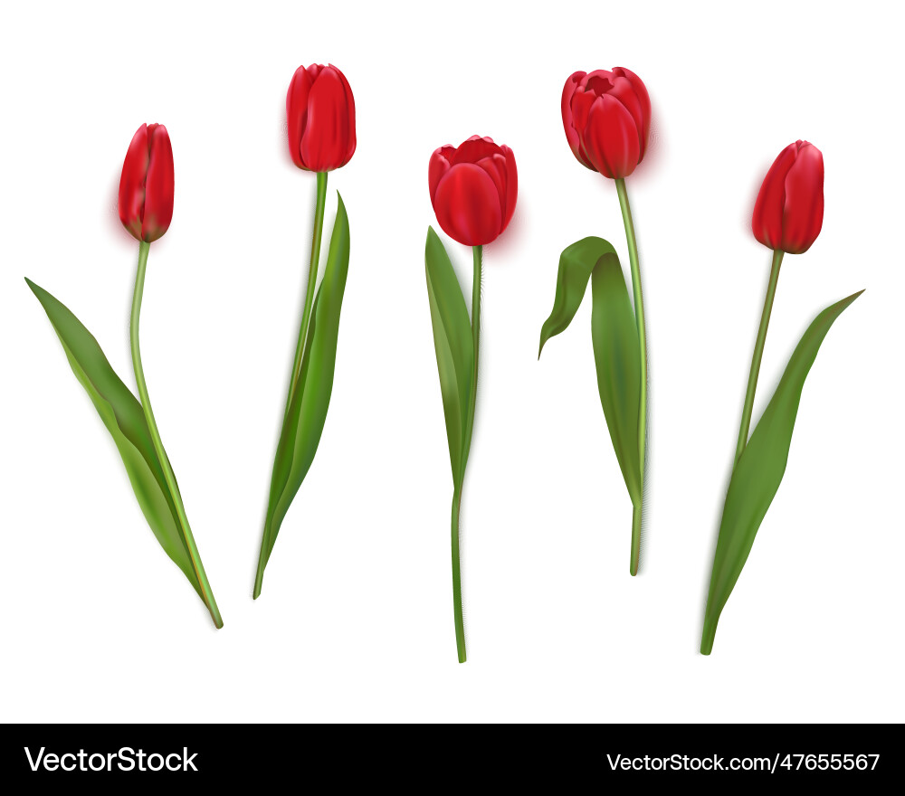 Realistic tulips are set on a transparent Vector Image