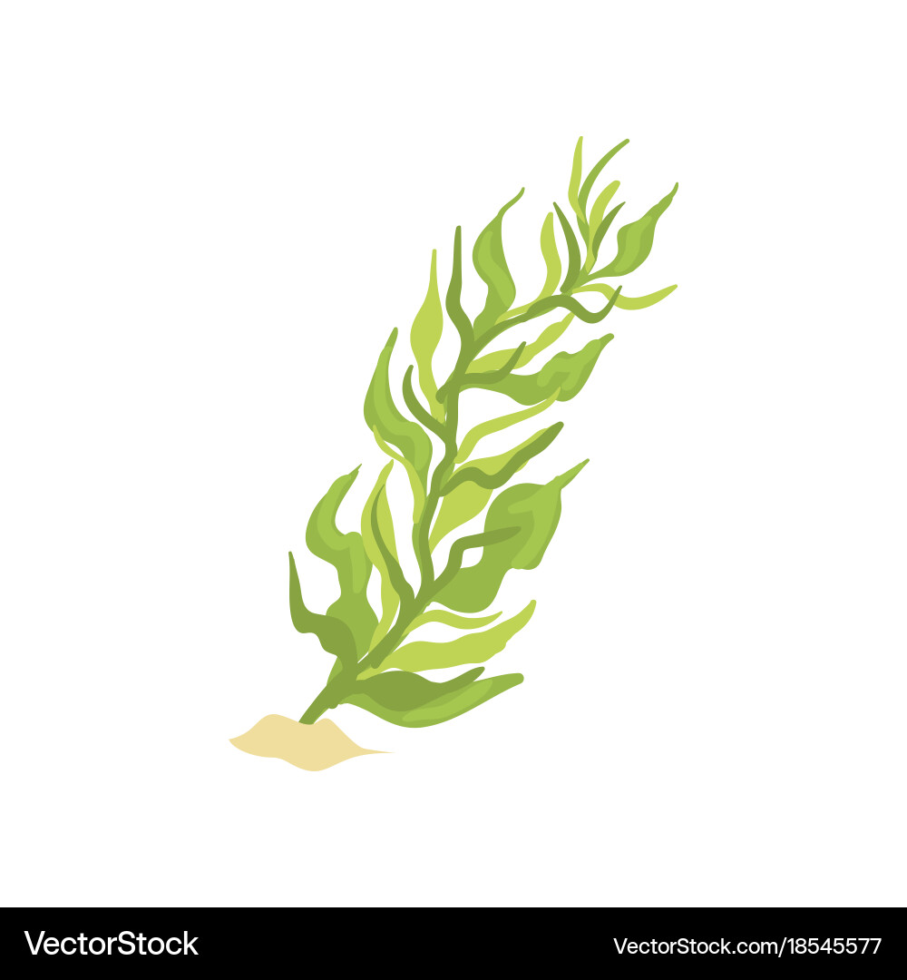 Green seaweed in cartoon flat Royalty Free Vector Image