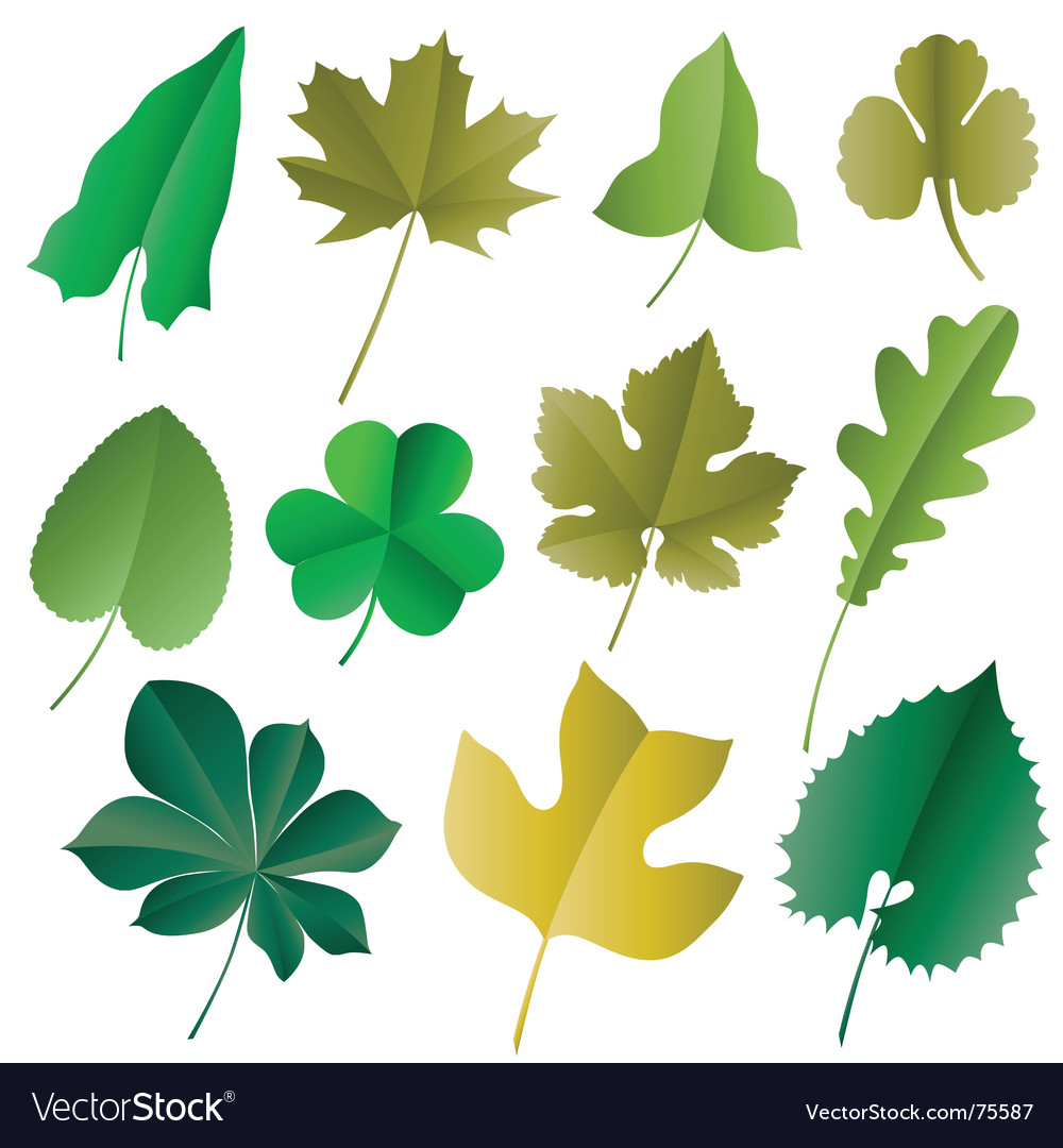 Leaves Royalty Free Vector Image - VectorStock