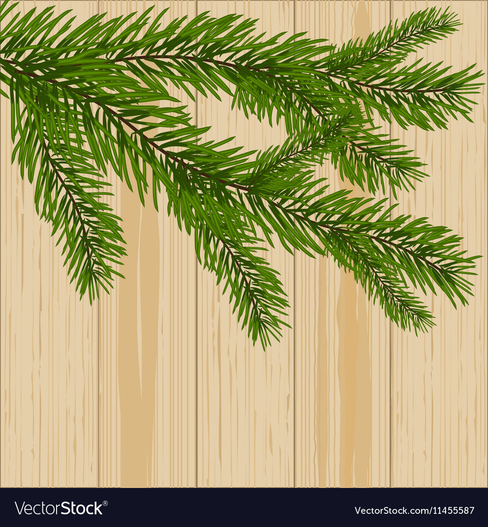 Two green spruce branches on background of Vector Image