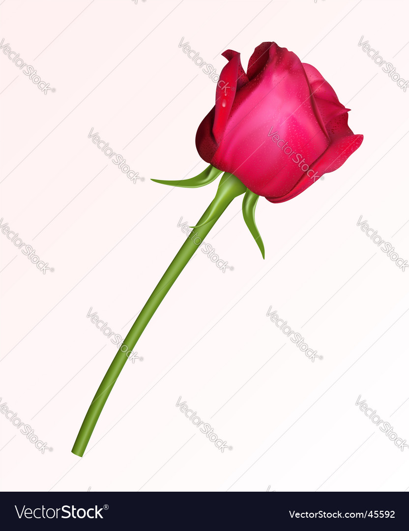 Rose Royalty Free Vector Image - VectorStock